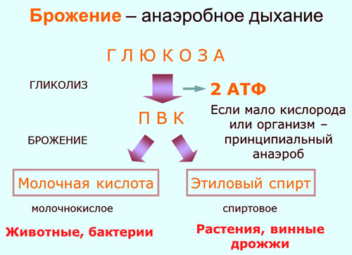 Молочная кислота пищевая как инструкция